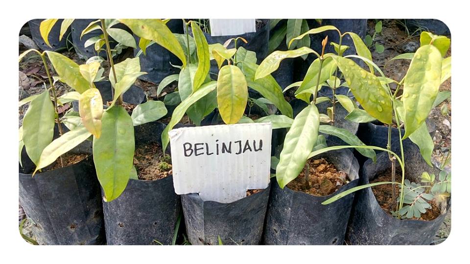 Cita Tani Nursery (NS0154959-D): Benih Belinjau