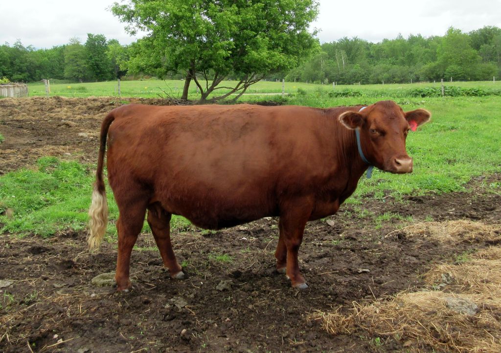 Windswept Adventure: Red Poll Cattle Photo Album
