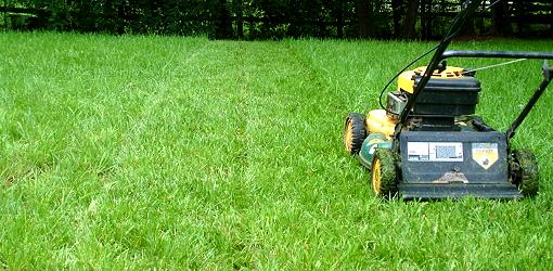 What Is the best Mowing Height for Grass in your Yard? - Best Manual ...