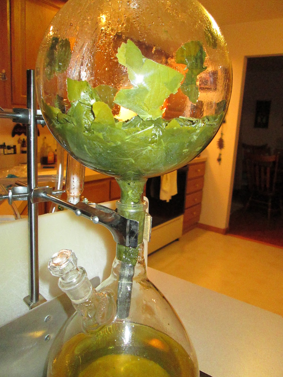 The Essential Herbal Blog: Violet Leaf Experiment #1