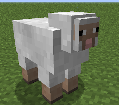 Świat Zwierząt: Owca domowa