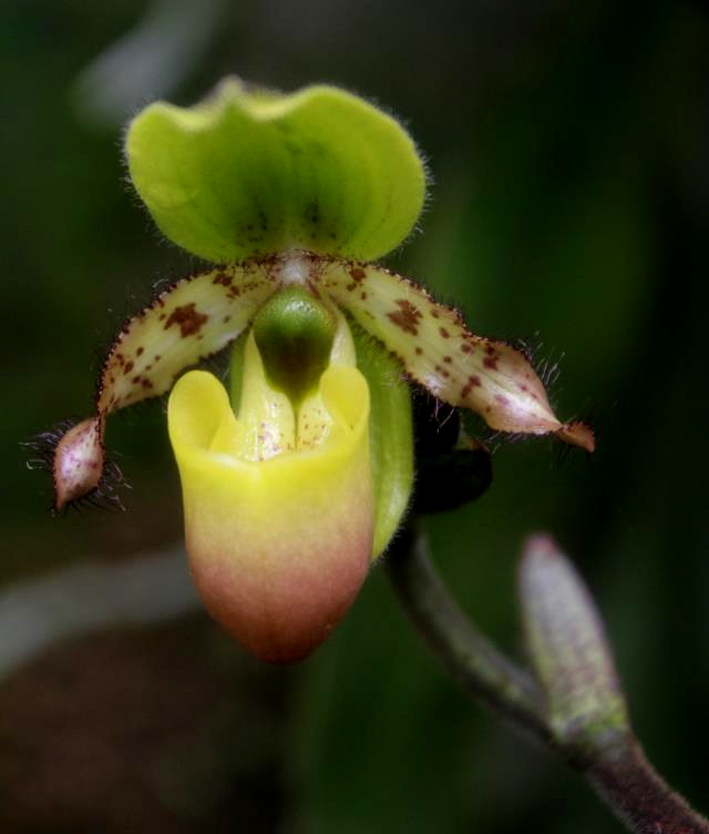 Wild orchids in sumatra: Paphiopedilum primulinum var. purpurascens (M ...