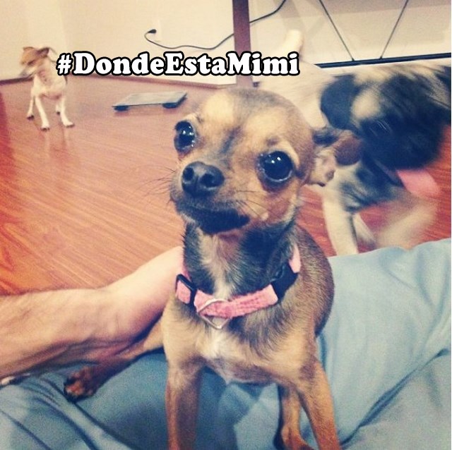 #DondeEstaMimi Youtuber @germangarmendia hace apelo desesperado para ...