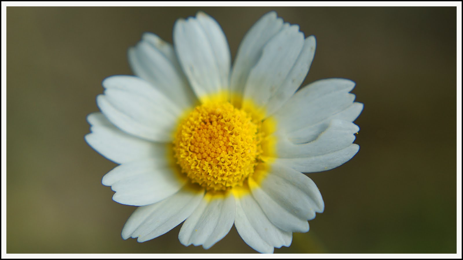 Rolo Digital: O malmequer que arrancaste...