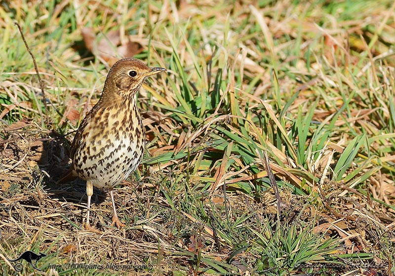 WILDLIFE GATEWAY: La Grive musicienne