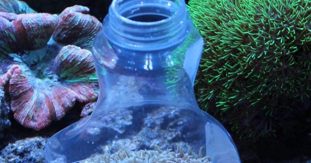 Corals Eat Plastic Because They Like the Taste - Geology In