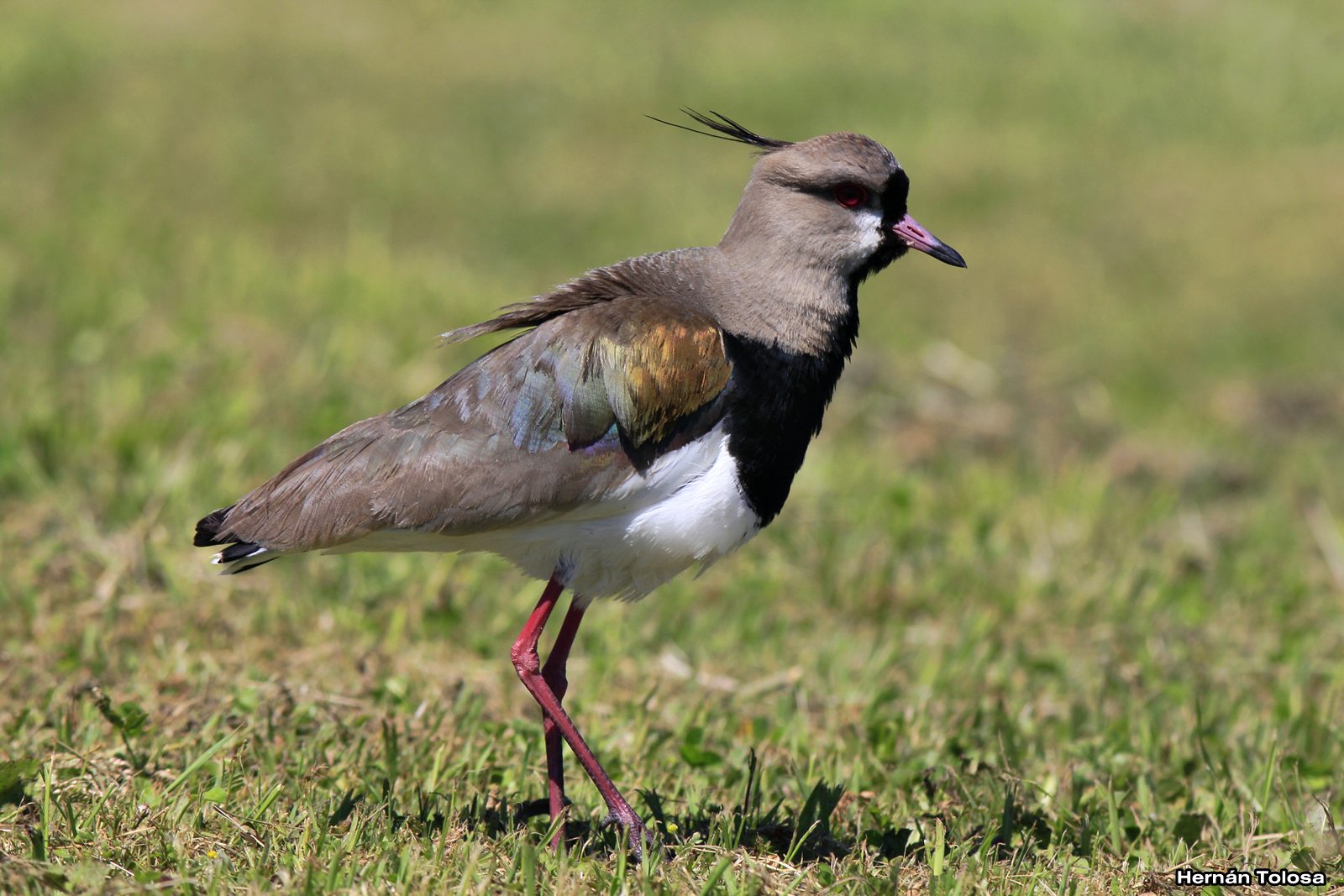 Aves de Argentina: Temporada de cría de teros