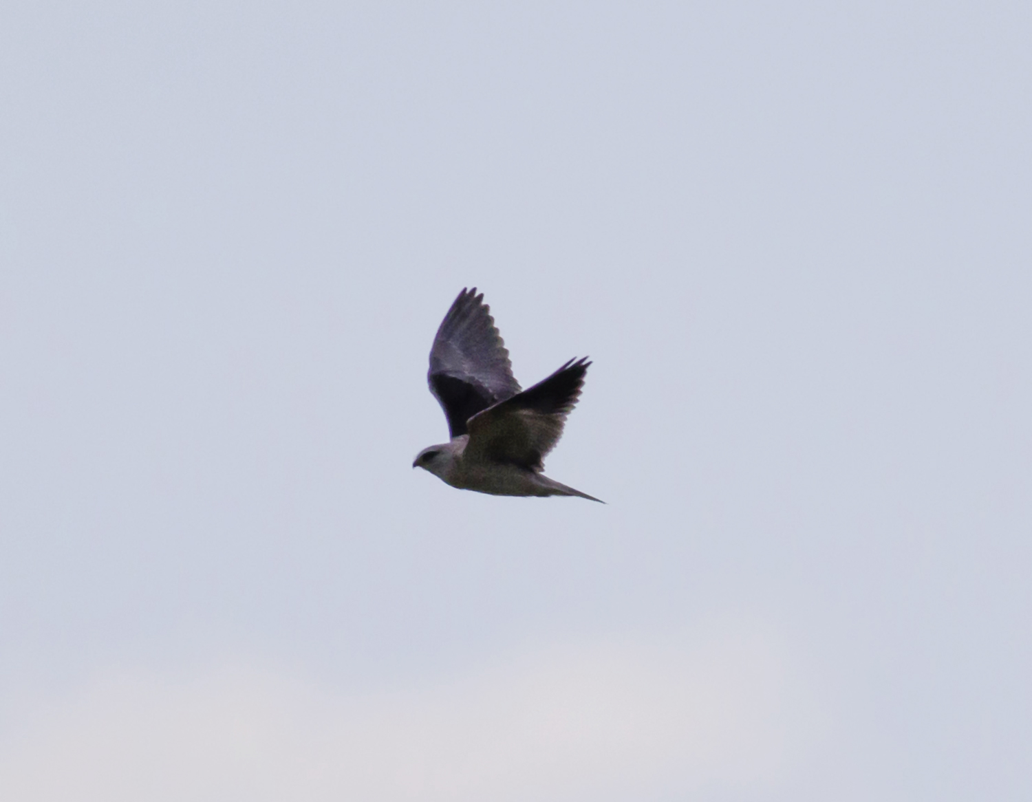 01-09-2017. Elanios Azules en la Marisma del Conde