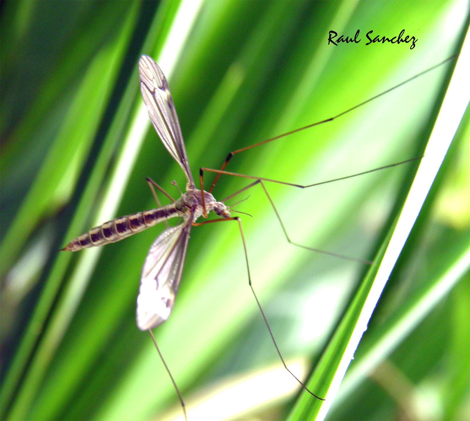 Naturaleza Viva : Mosquito Comun ( o zancudo )