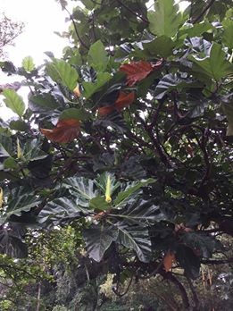 Regin's Realm: Tipulo Tree