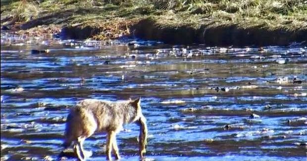 White Wolf : Remote camera captures images of central B.C. coast wolves ...