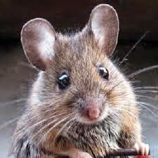 Historical Fiction, A Light in Time: Mousy Eyebrows