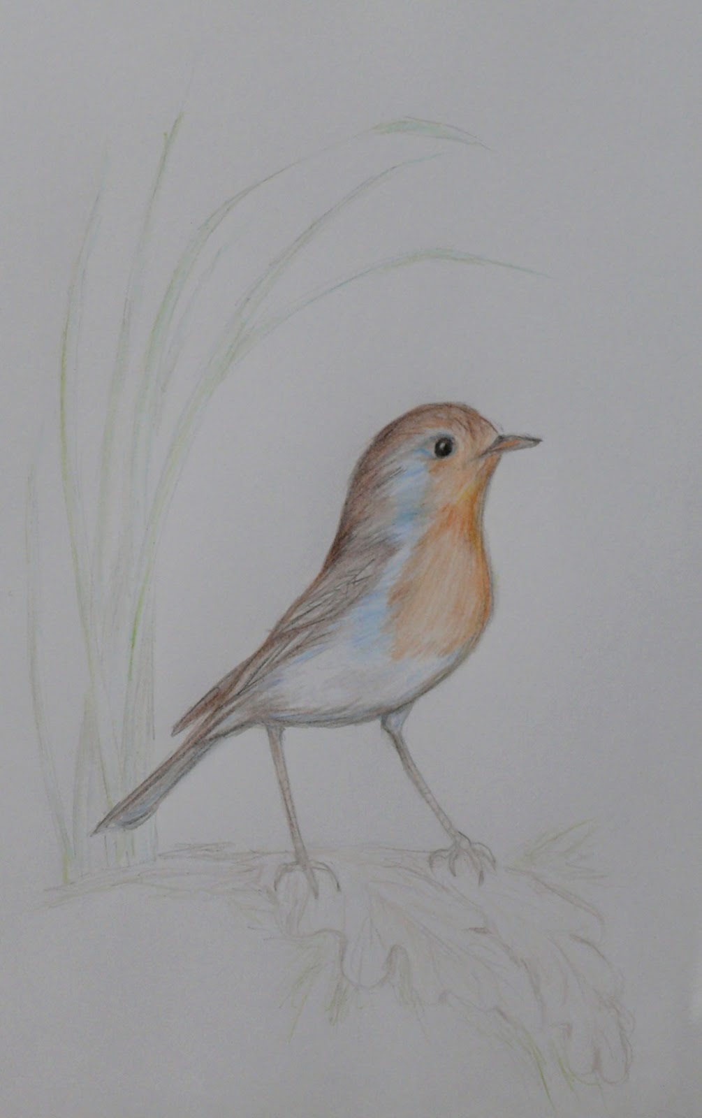 Pomaranczowy Kot: rudzik