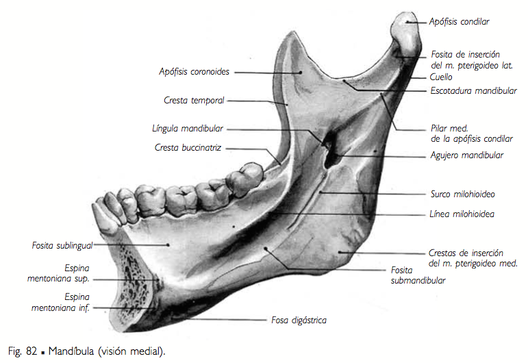 Morfofunción: Cabeza y cuello: Mandibula