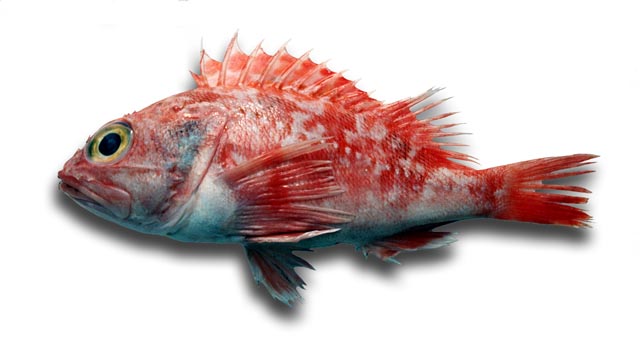 Cádiz Gusta -Revista de Activismo Gastronómico: Pollo (pescado) en ...