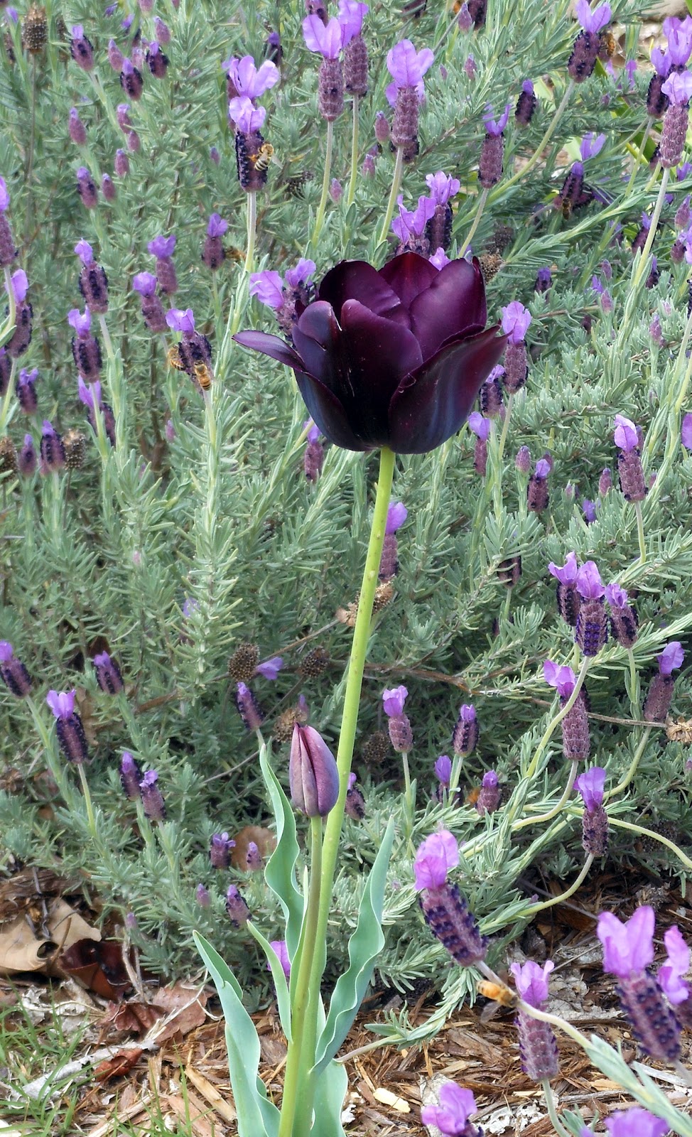 Medusa's Kitchen: Dark as Grief