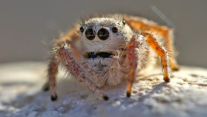 Himalayan jumping spider