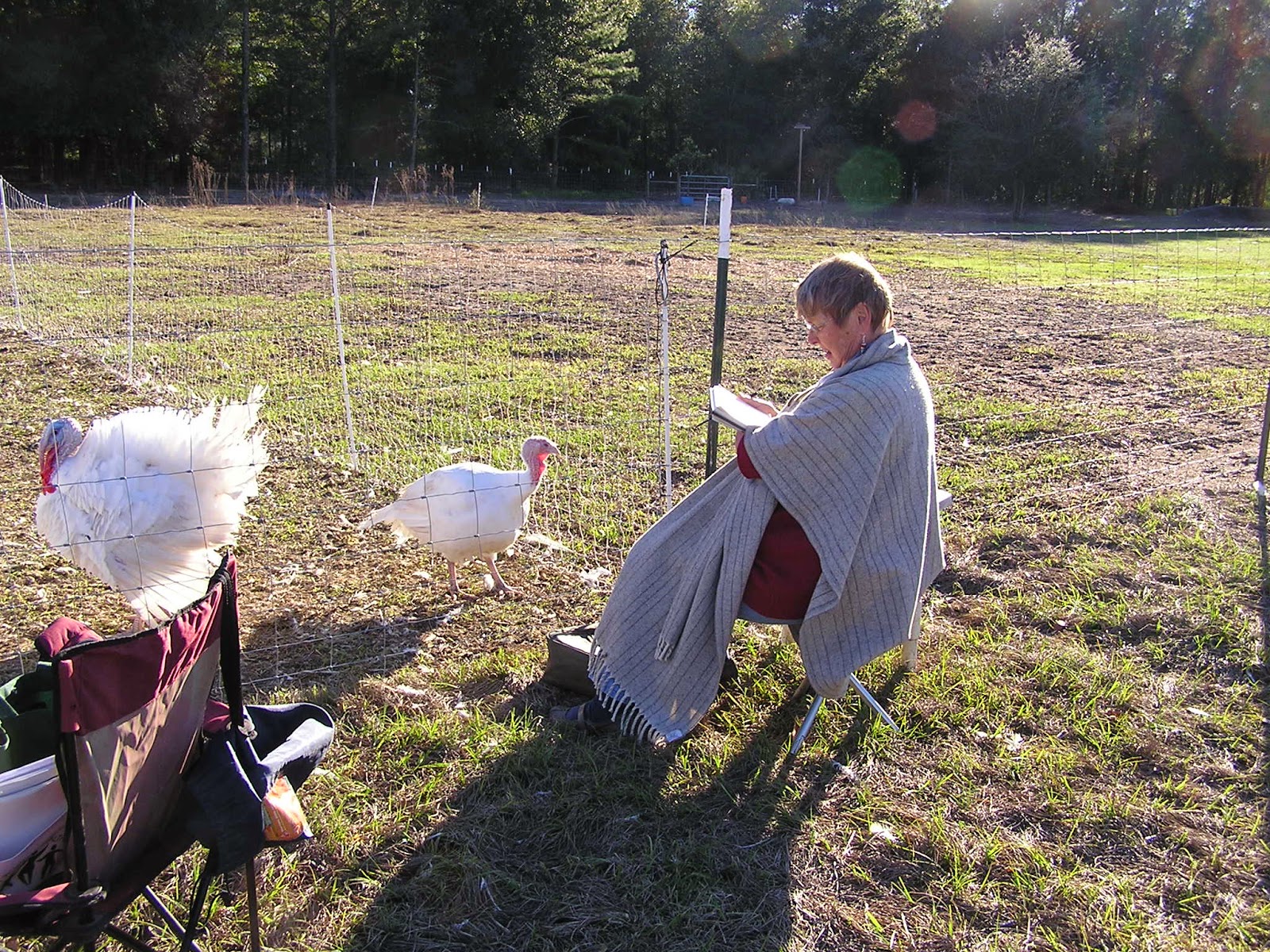 Laughing Chicken Farm