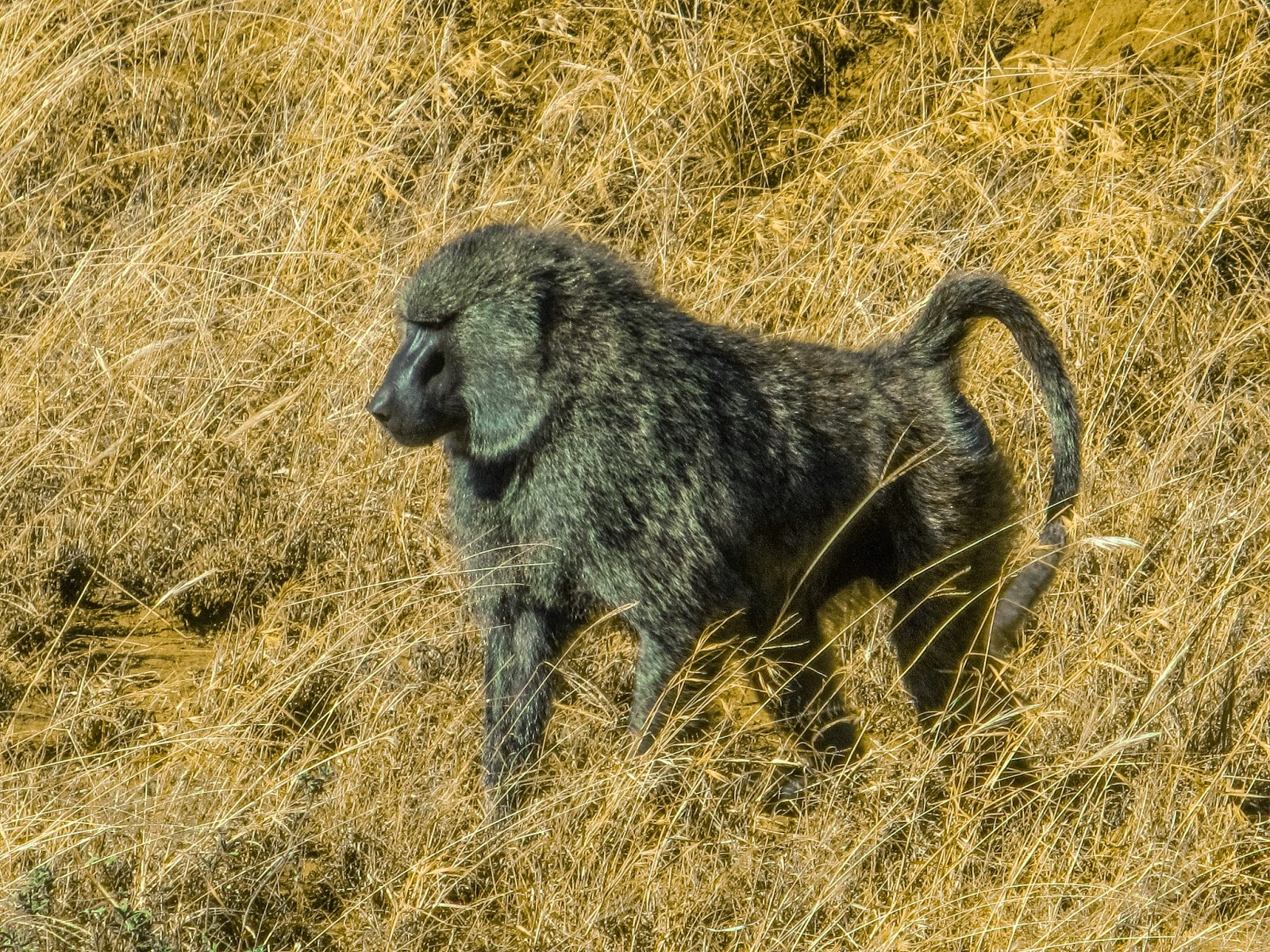 Cannundrums: Olive Baboon