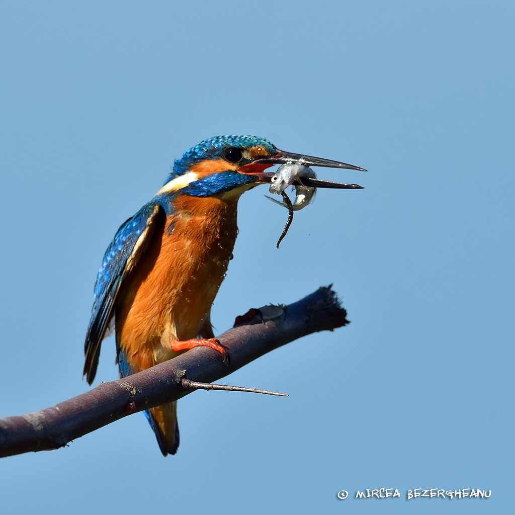 Șarpele, Guvidul și Egreta. Care pe care!
