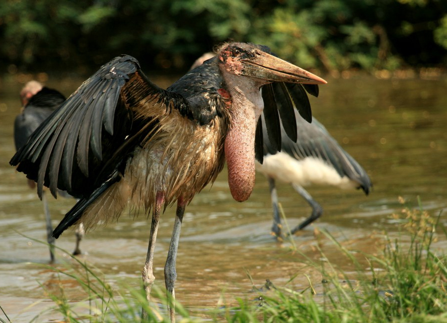Mitoslavia: Zwierzęta stepowe cz. 2