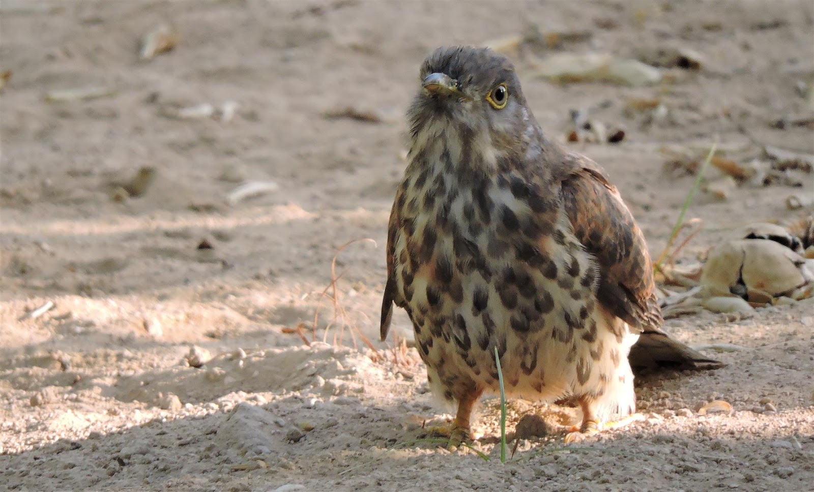 Birding for a Lark: A vagrant common hawk-cuckoo