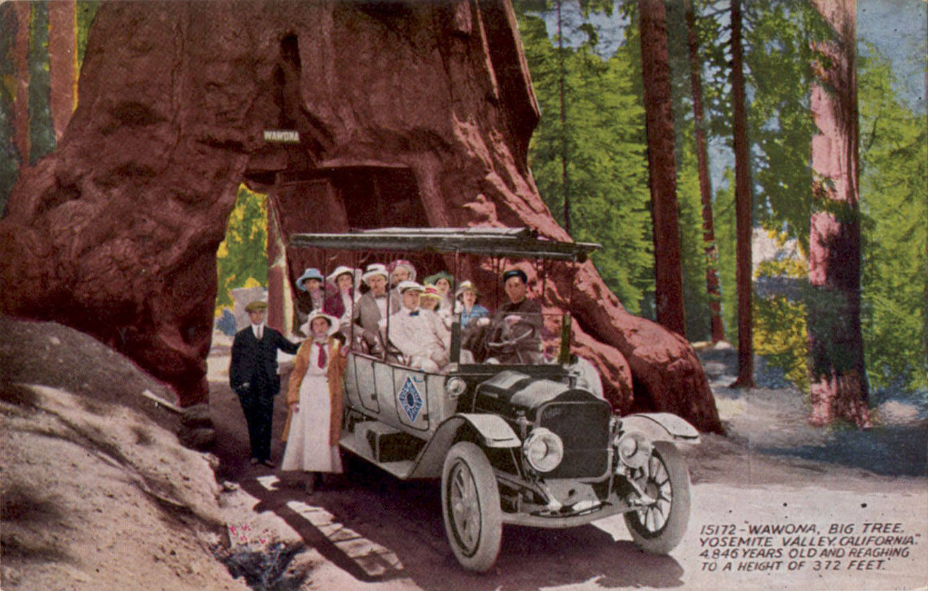 Phil Beard: Wawona Tunnel Tree, Yosemite
