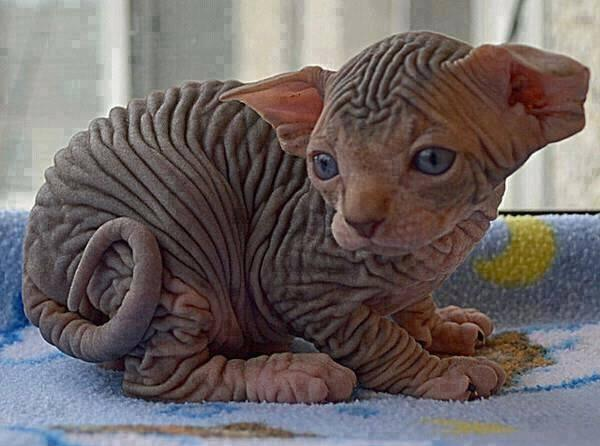 Amazing World: Gorgeous Sphynx Cat.