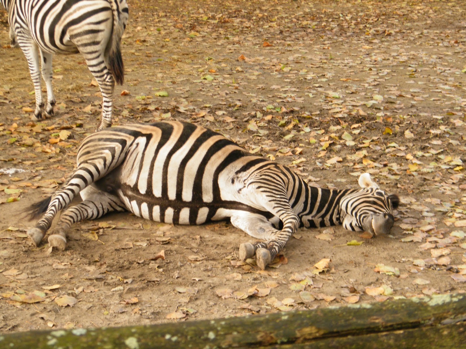 Mostly pictures: Do not disturb, I'm sleeping