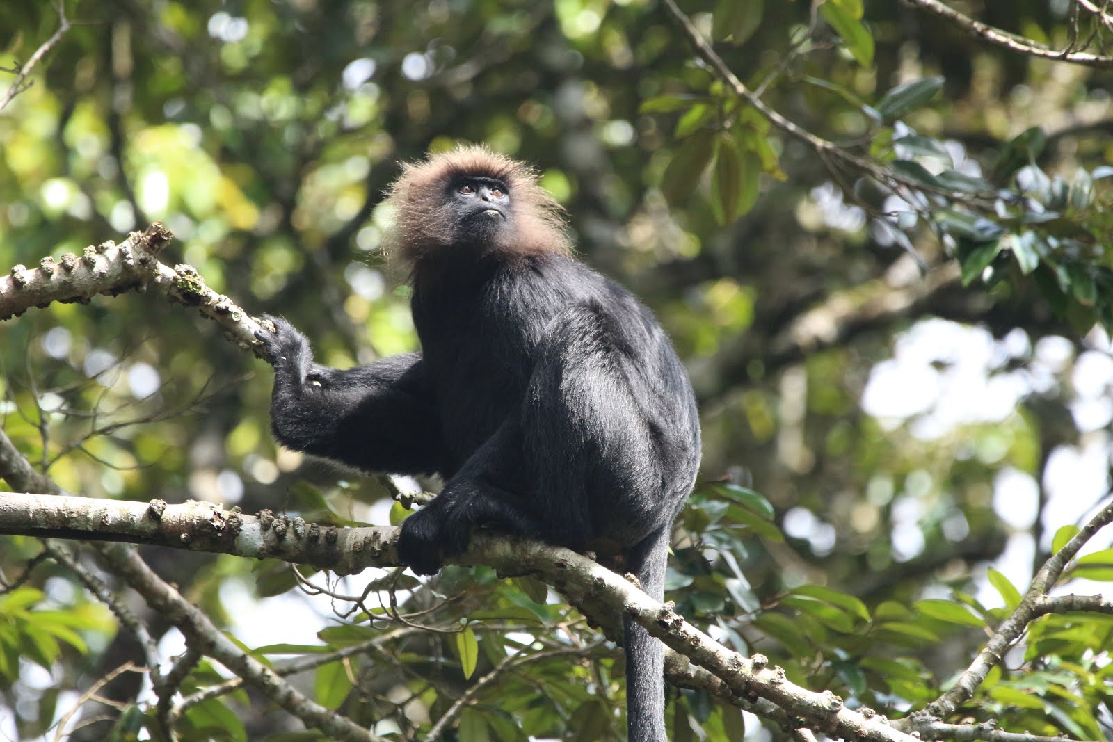 Diurnal Primates and Nocturnal Aves