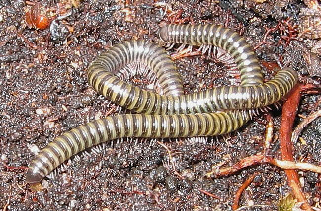 Esperance Fauna: Millipede - Order Spirobolida