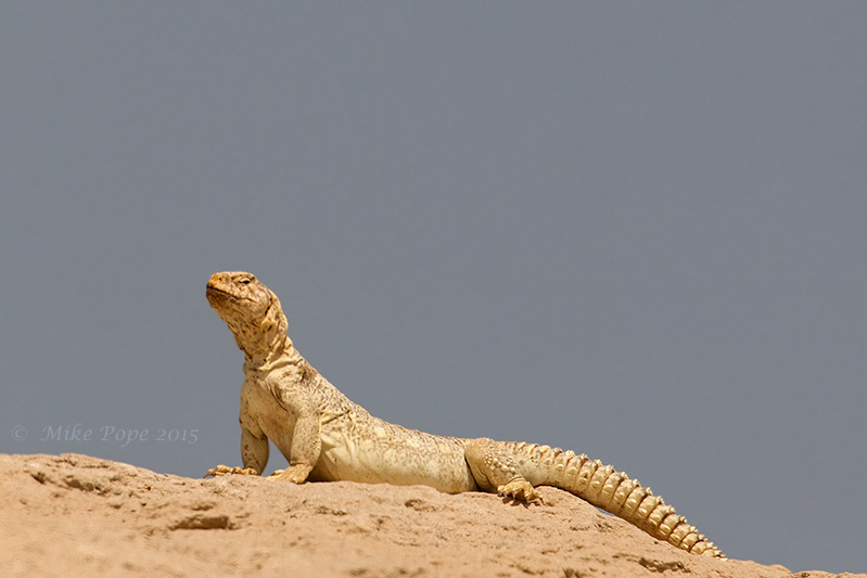 Kuwait Birding: Feathers and scales