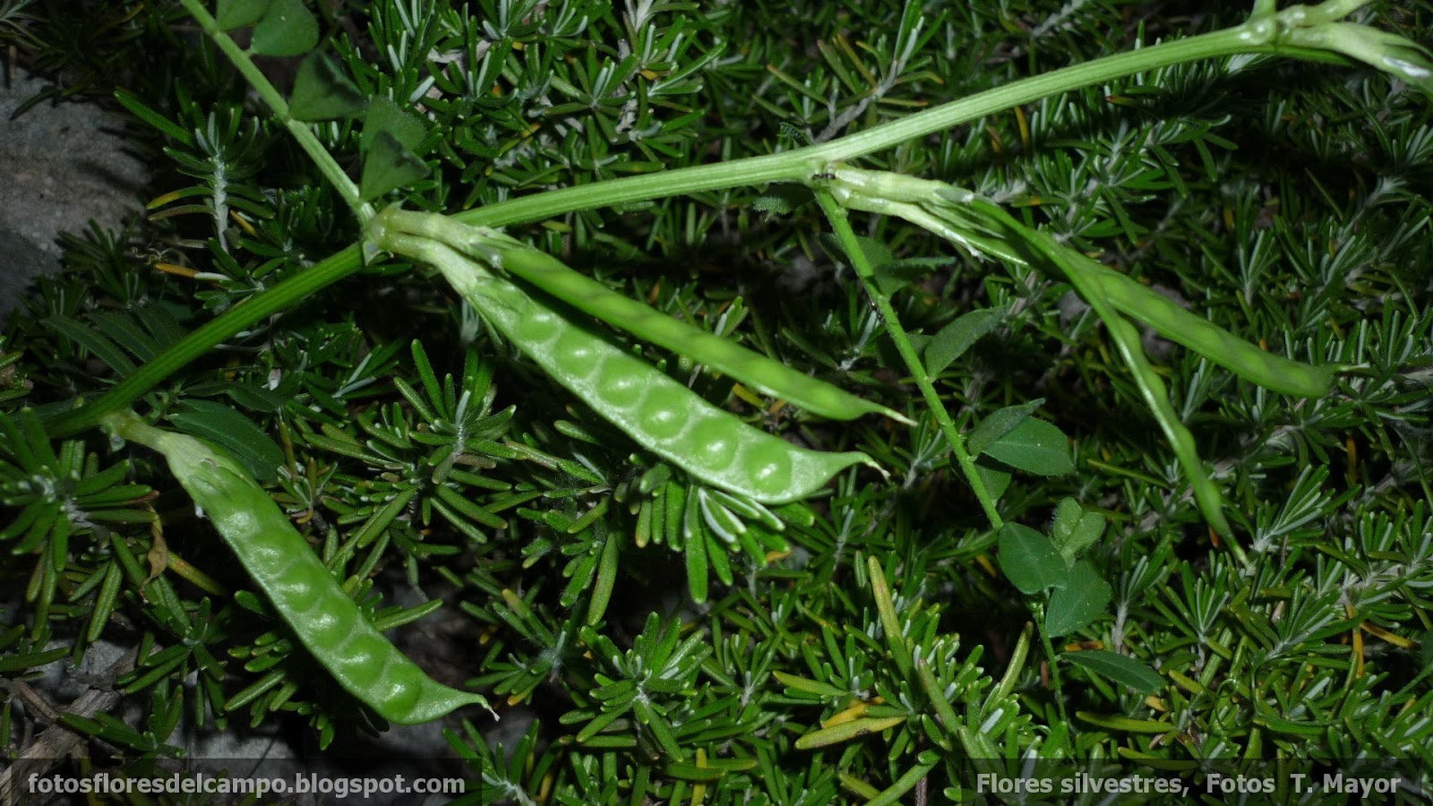 Flores y plantas silvestres: " Vicia lutea ". Arveja amarilla ...
