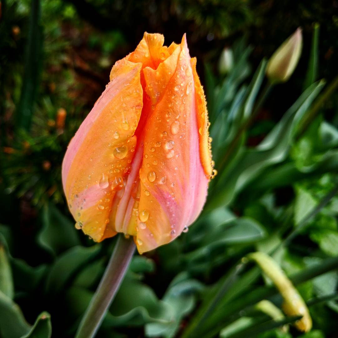 Minu Kanada elu...: Kevad Torontos