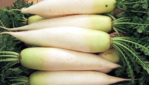 El rabano ~ Alta gastronomia