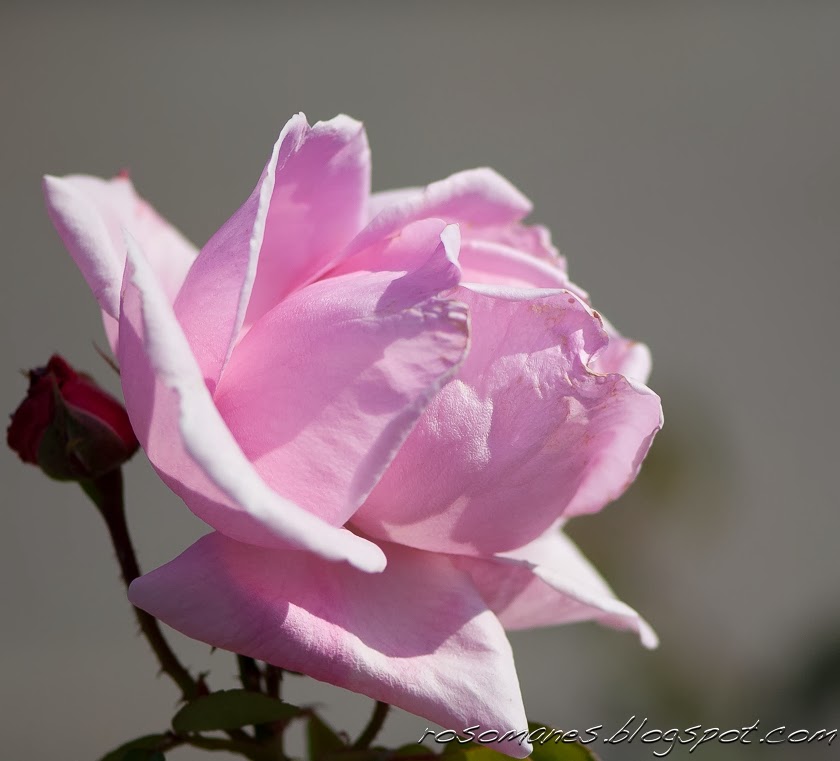 A Rose is a Rose...: 2013