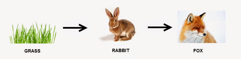 Online Biology : Adaptations