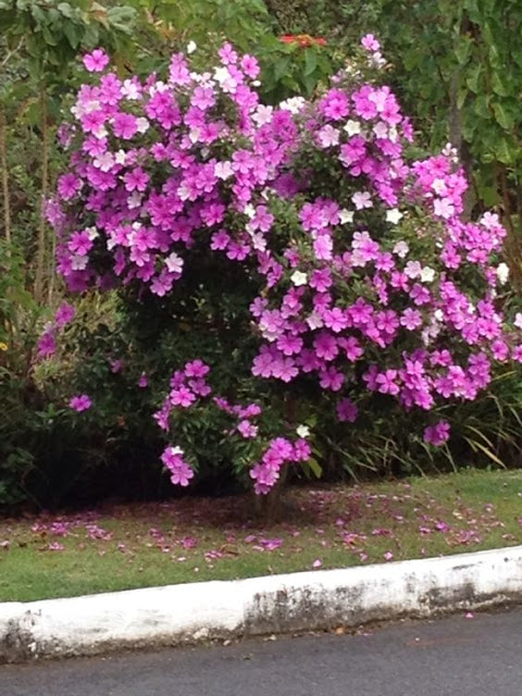 Algodão Tão Doce: MANACÁ DA SERRA //// JACATIRÃO!!!
