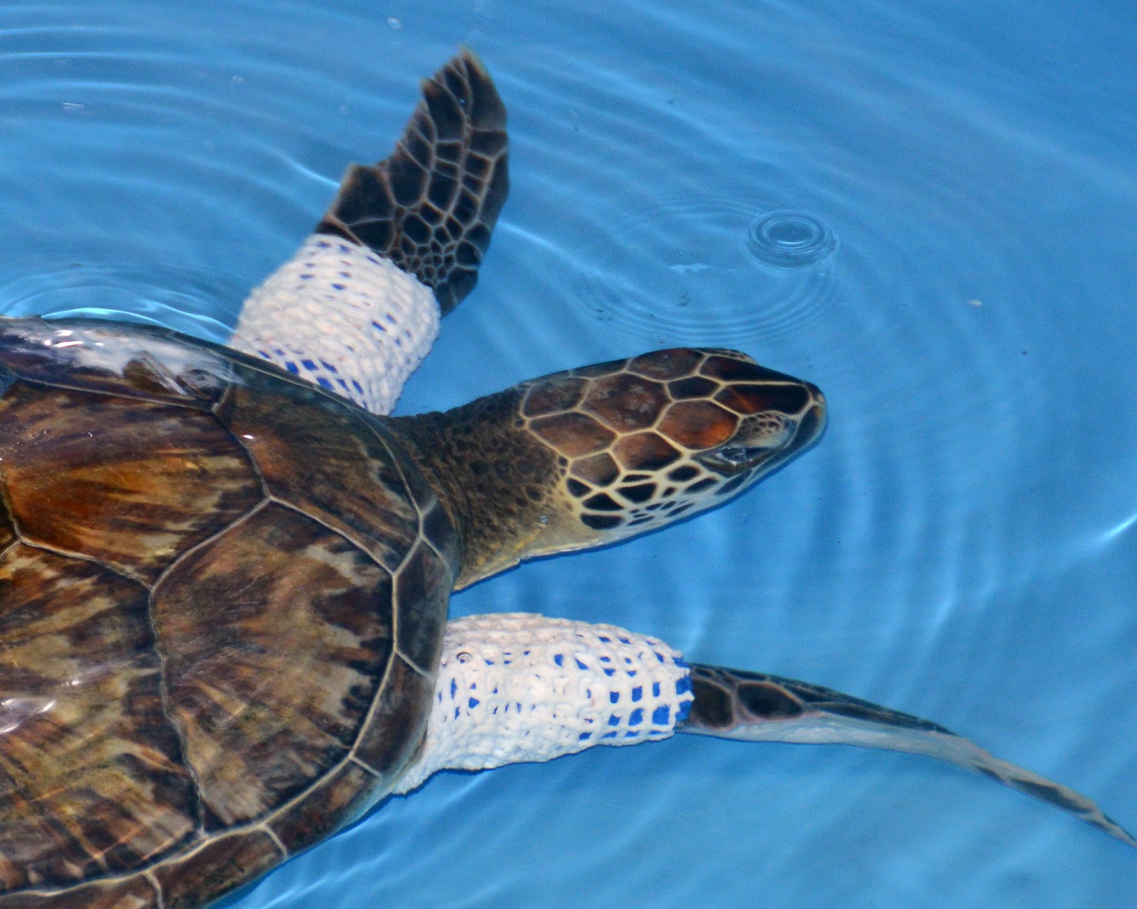 Sea Turtle Hospital: Amazing Healing of Bristol's Shell Fracture