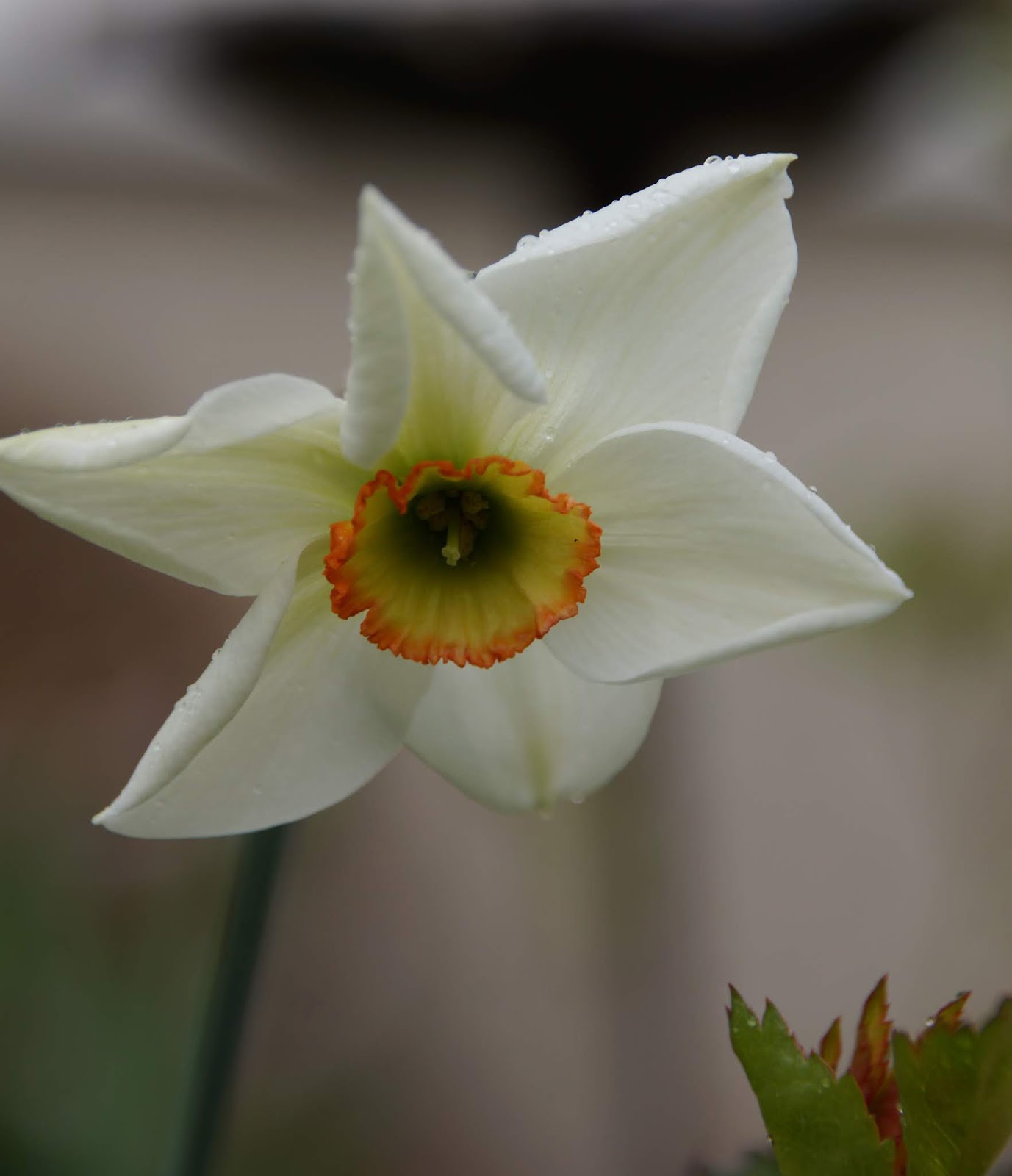 Villroses hage: Narsiss-bonanza