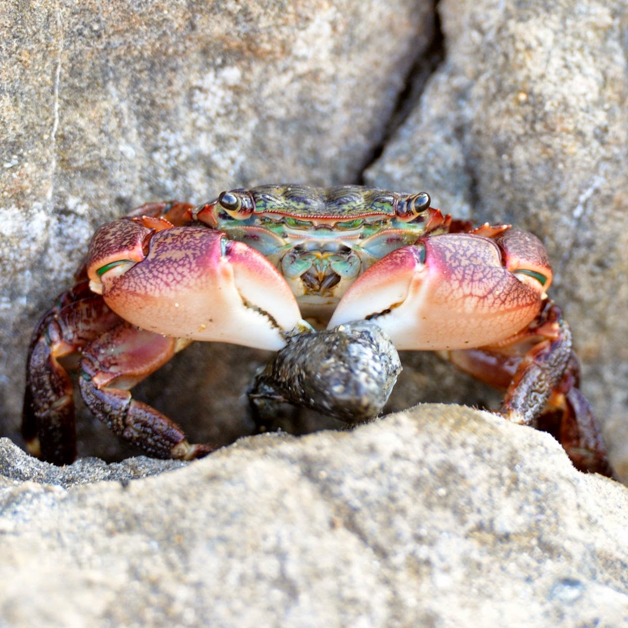 crazy little thing called blog: Glass Beach and Crabs Eating Fish