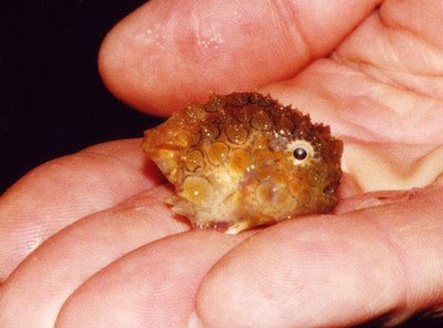 Round 'n' Cute: The Pacific Spiny Lumpsucker proves you can be lumpy ...