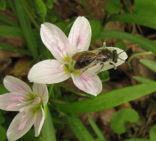 BeautifulNativePlants: Will We all Die if Honey Bees Disappear?