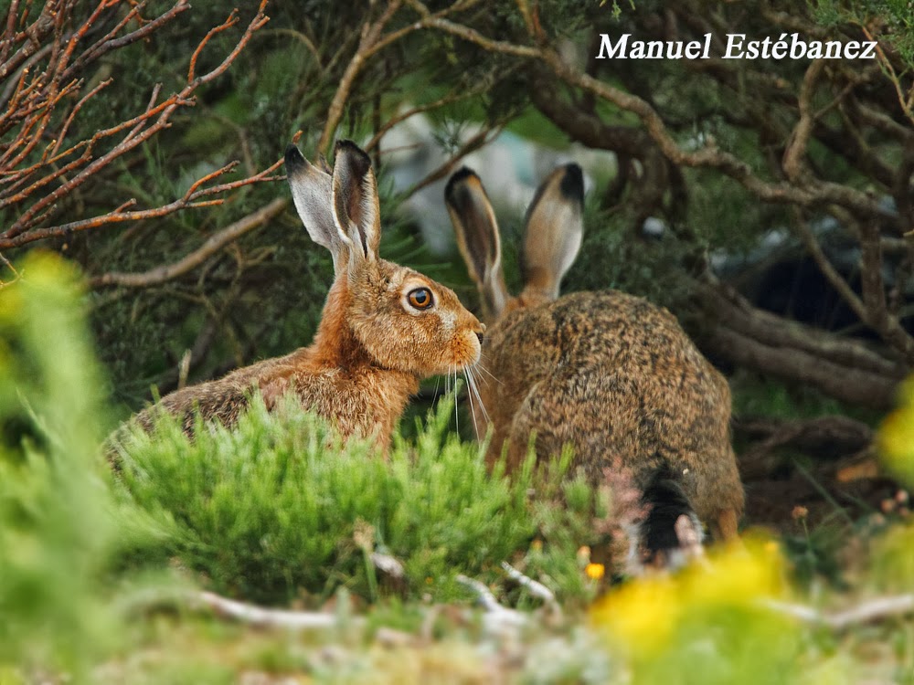 Miradas Cantábricas: Liebre de piornal o de Castroviejo (Lepus ...