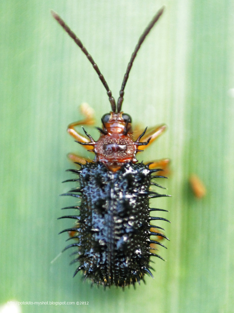 Rice Hispa Spiny Leaf Beetle (Dicladispa sp), Sumatra Indonesia
