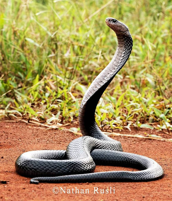 Ular Asli Indonesia: Ular Sendok Jawa (Naja sputatrix)