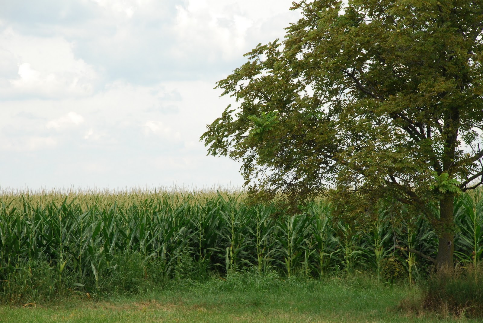 Mary Cartledgehayes: Why I Love Ohio