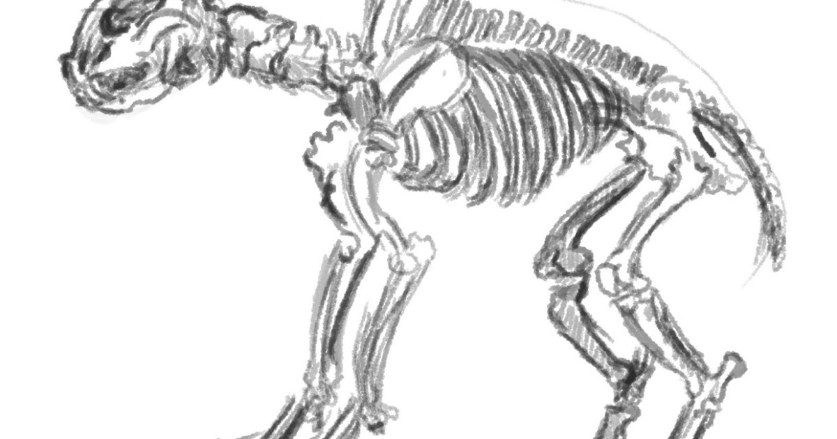 Catherine's Sketch Blog: Quick Study- Hyena Skeleton