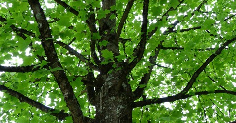 Tulip Tree Information, Problems, and Care - Tree Care Tips & Advice