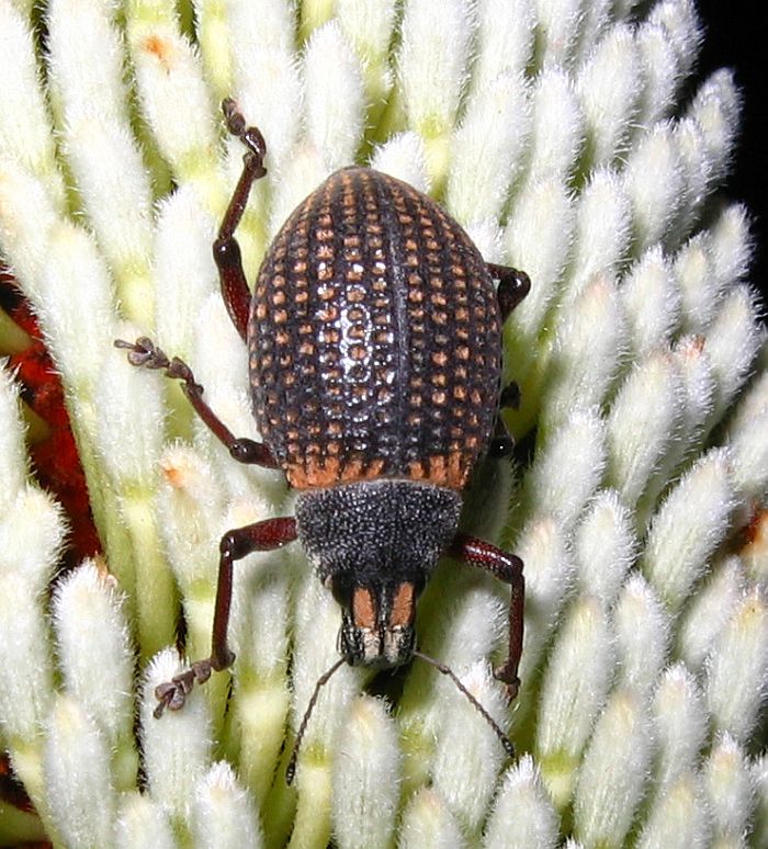 Esperance Fauna: True Weevils – Curculionidae spp.